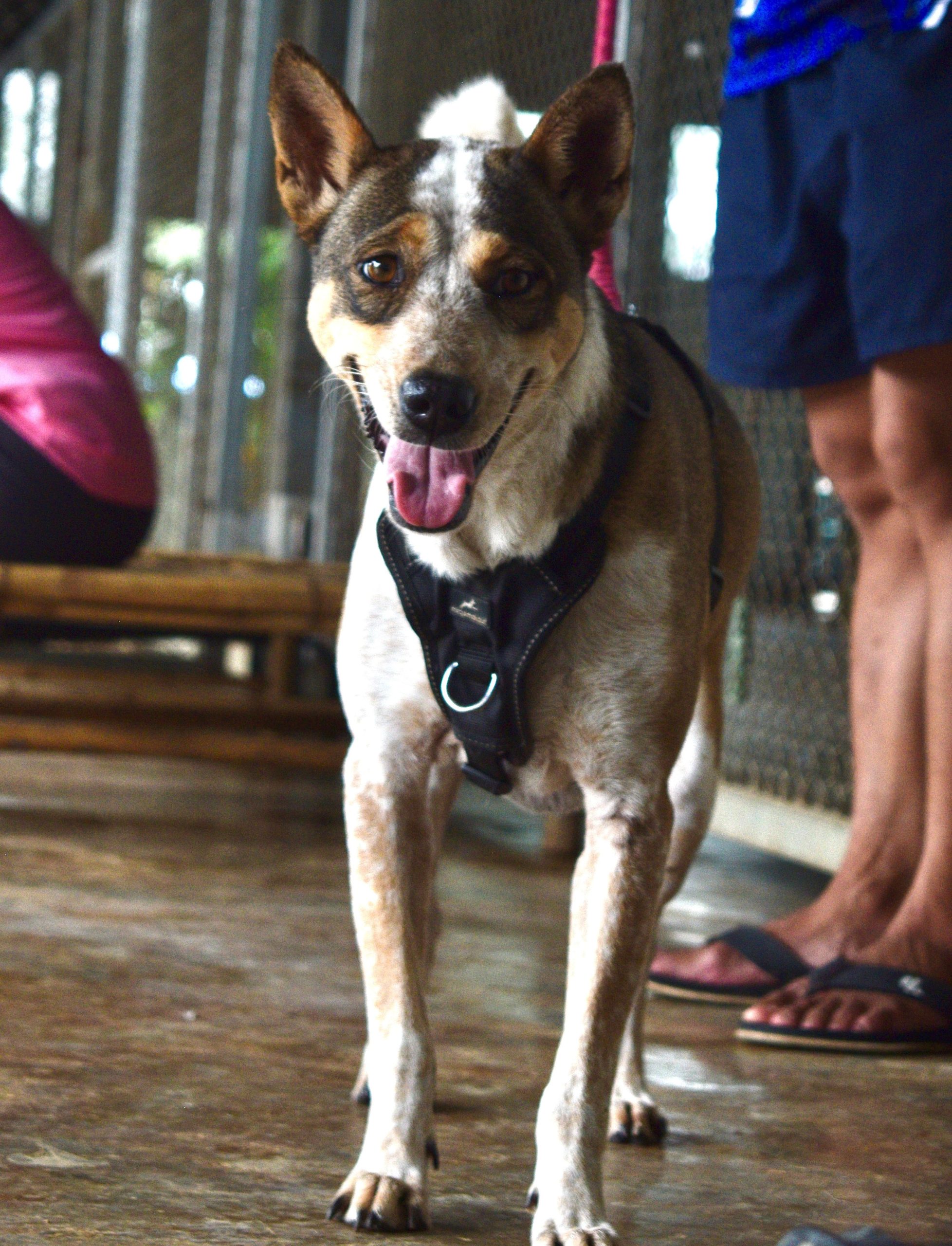 Meet Ivy – Sangkhlaburi Animal Sanctuary