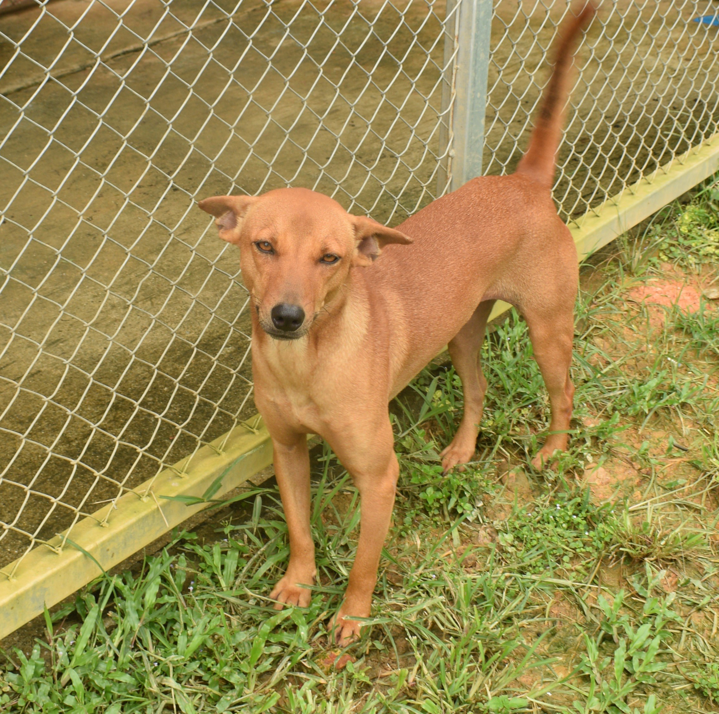 Meet Ping Ping – Sangkhlaburi Animal Sanctuary