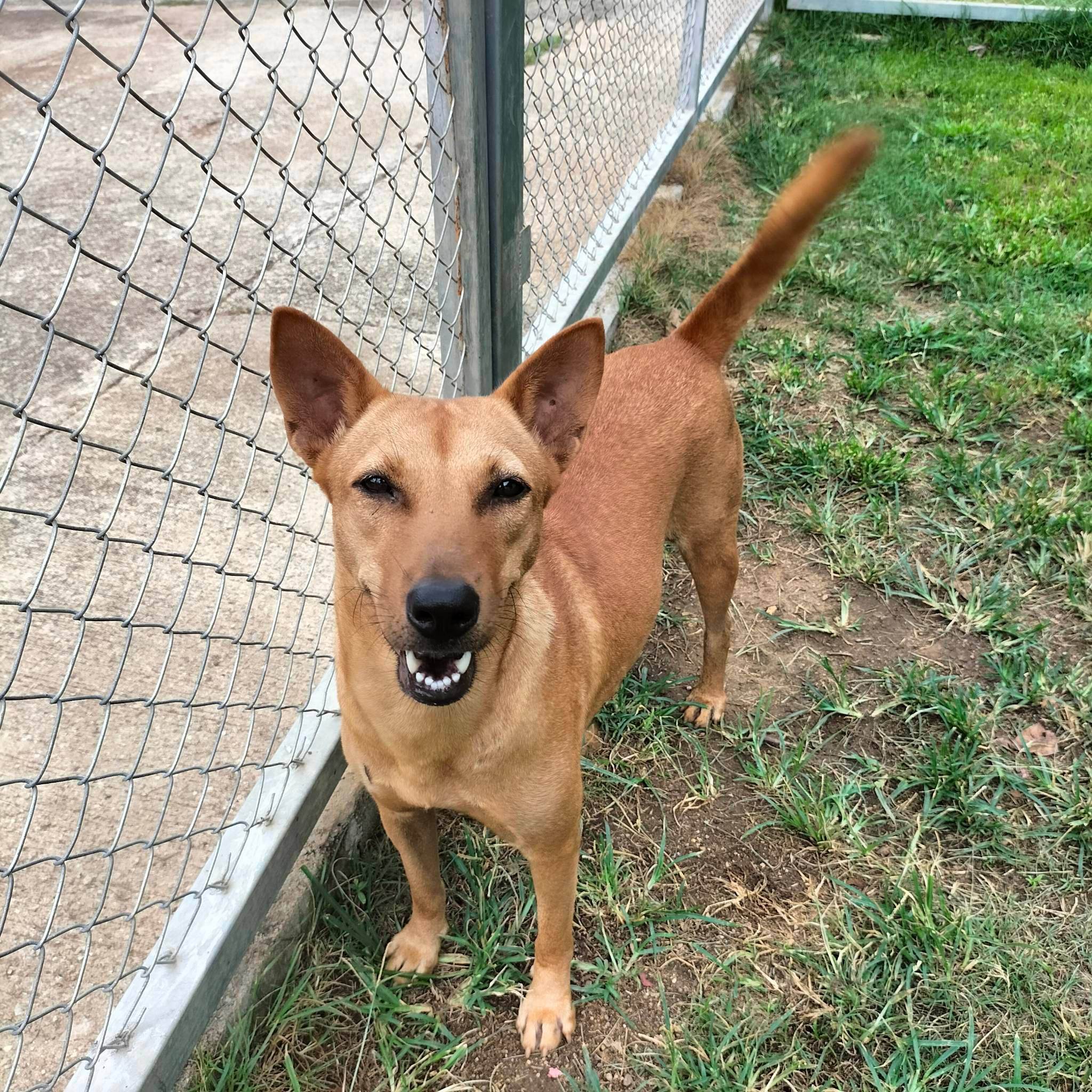 Meet Ping Ping – Sangkhlaburi Animal Sanctuary