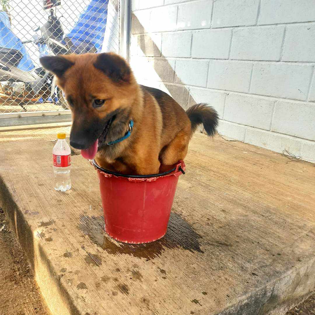 Meet Milka – Sangkhlaburi Animal Sanctuary