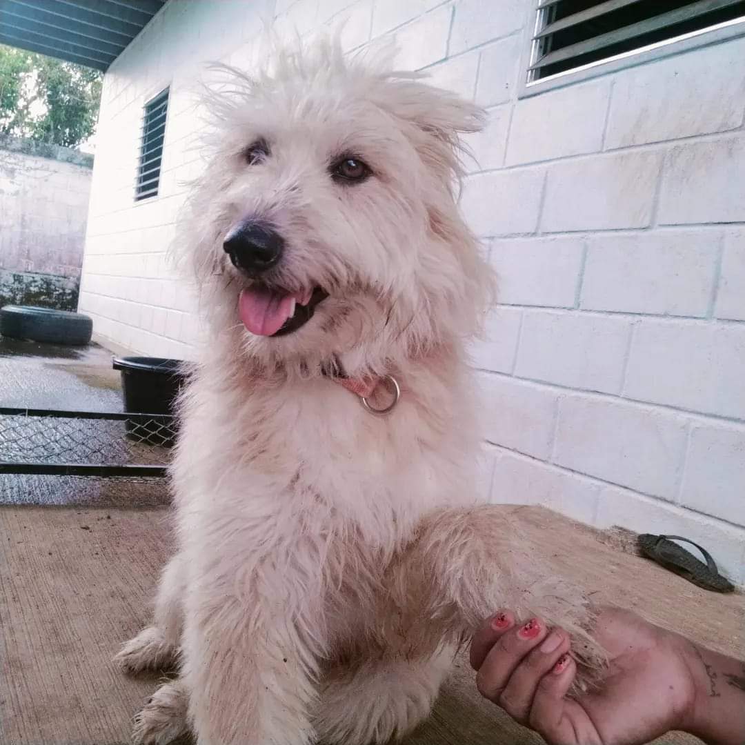 Meet Blatu – Sangkhlaburi Animal Sanctuary