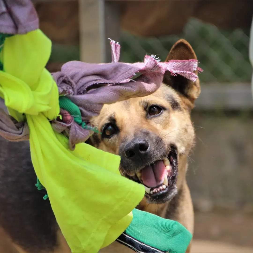 Meeta Bella – Sangkhlaburi Animal Sanctuary