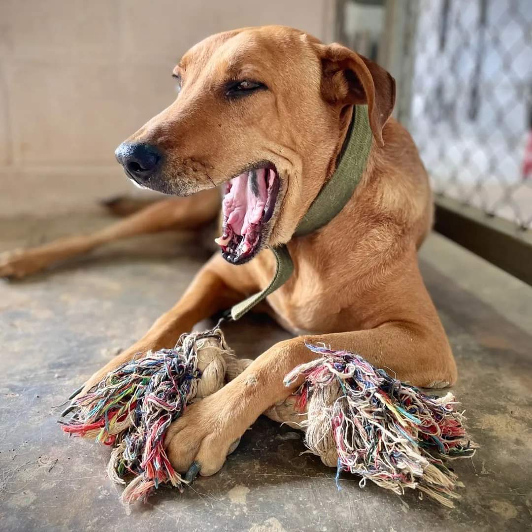 Meet Hamilton – Sangkhlaburi Animal Sanctuary