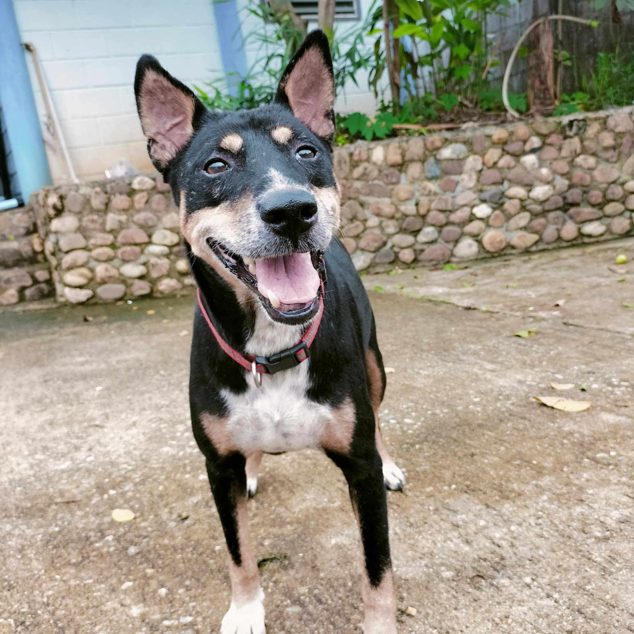 Meet Charlie – Sangkhlaburi Animal Sanctuary