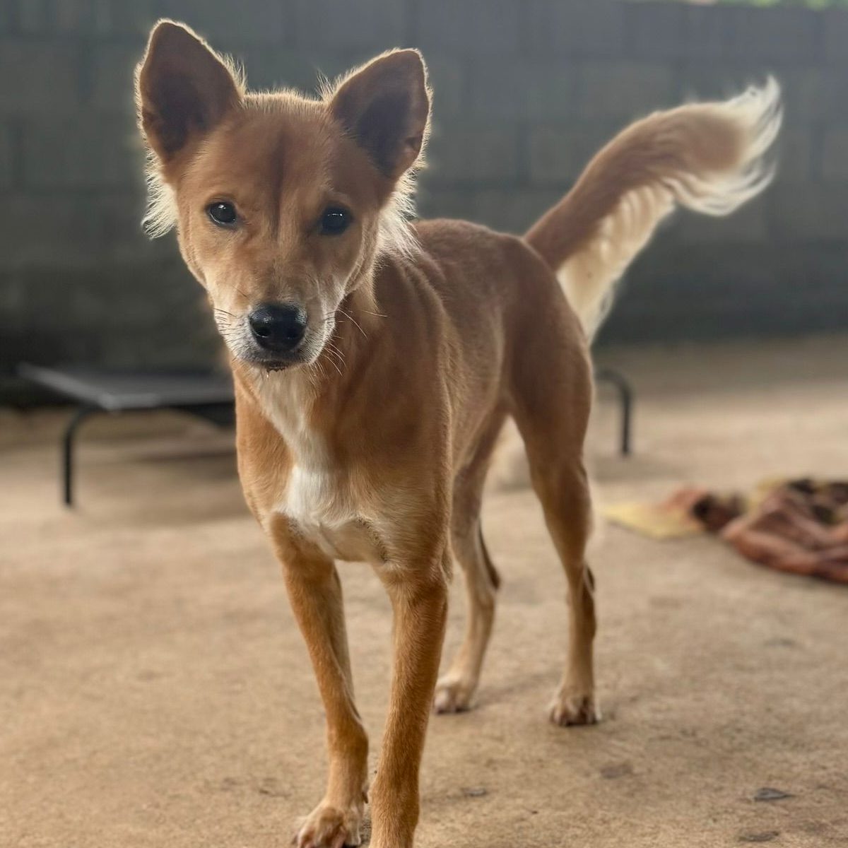 Meet Brighton – Sangkhlaburi Animal Sanctuary