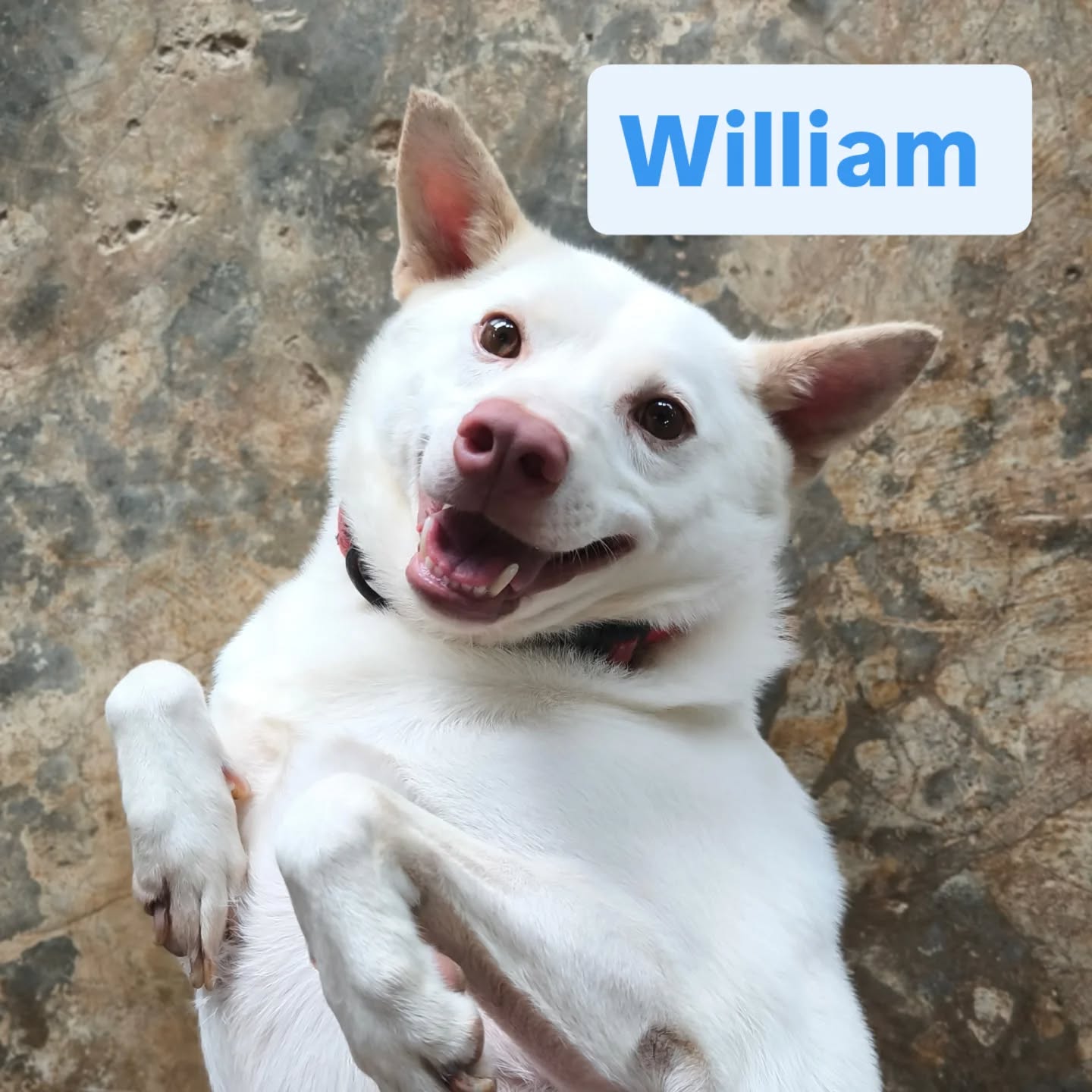 Meet William – Sangkhlaburi Animal Sanctuary