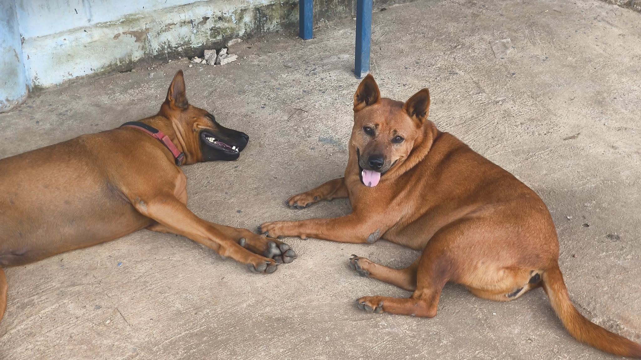 The welcoming committee is powered by naps and sunshine – Sangkhlaburi ...